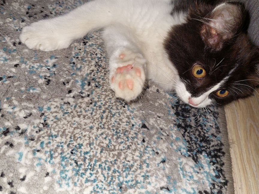 Отдам бесплатно котика