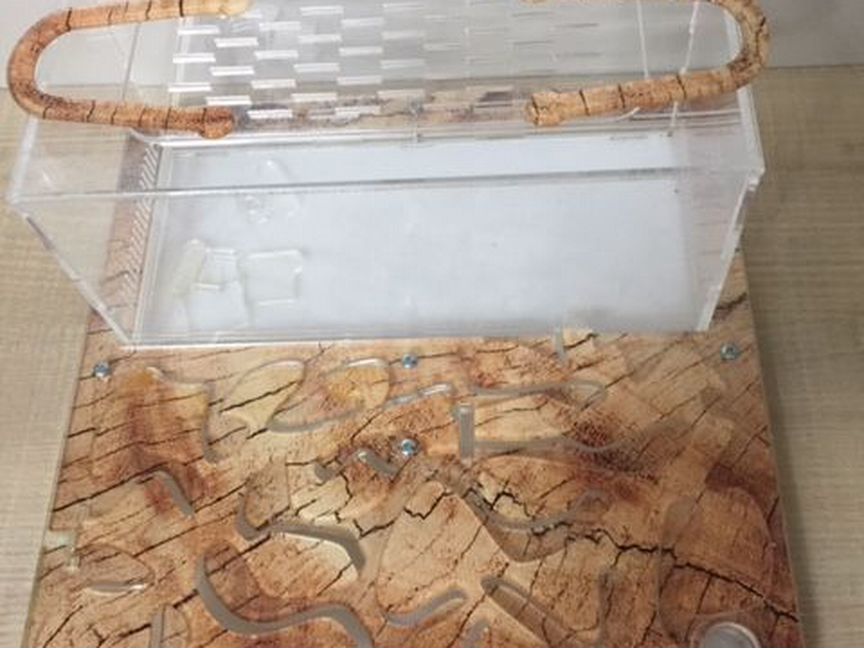 Формикарий муравьиная ферма