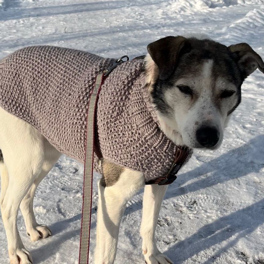 Взрослая собака в добрые руки