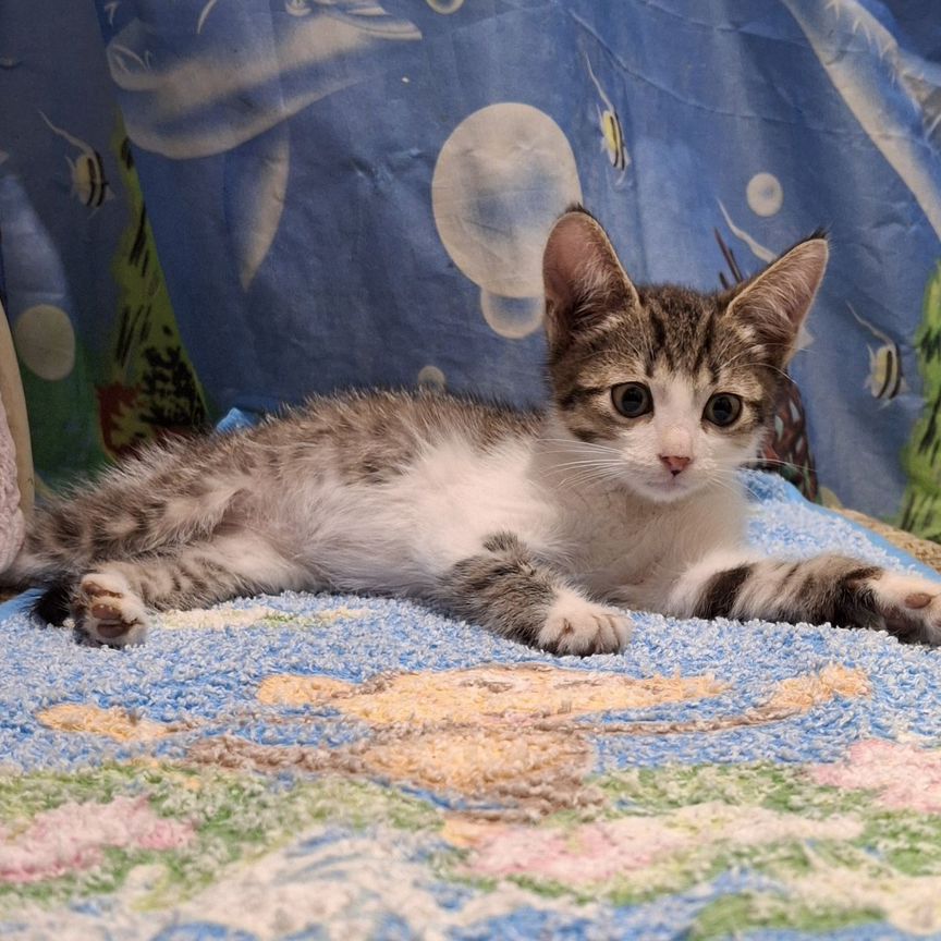 Милашка Кузенька,1,5 мес.В добрый ручки