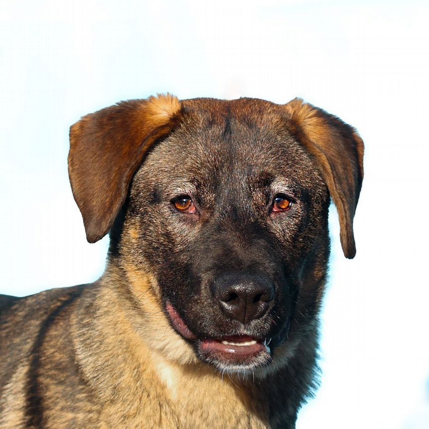Собака в добрые руки отдам бесплатно