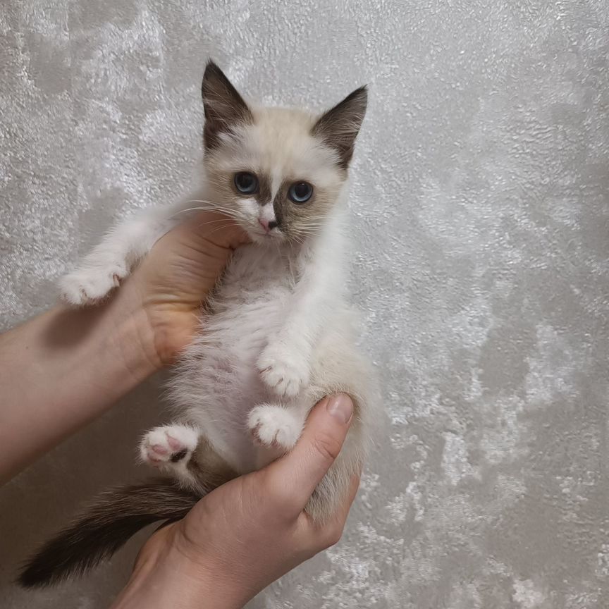 Мальчик регдолл