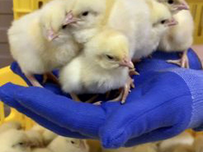 Бройлер суточный Кобб-500, Росс-308 в Чертково