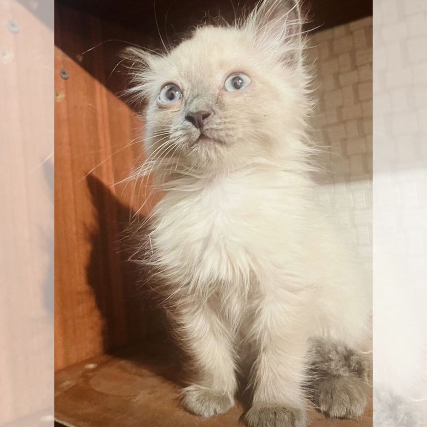 Сиамский котёнок