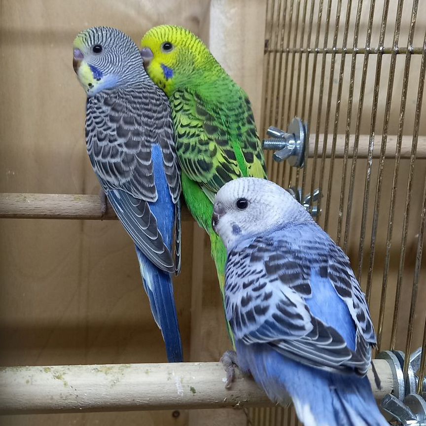 Волнистый попугай