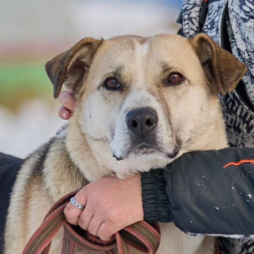 Взрослая собака в добрые руки