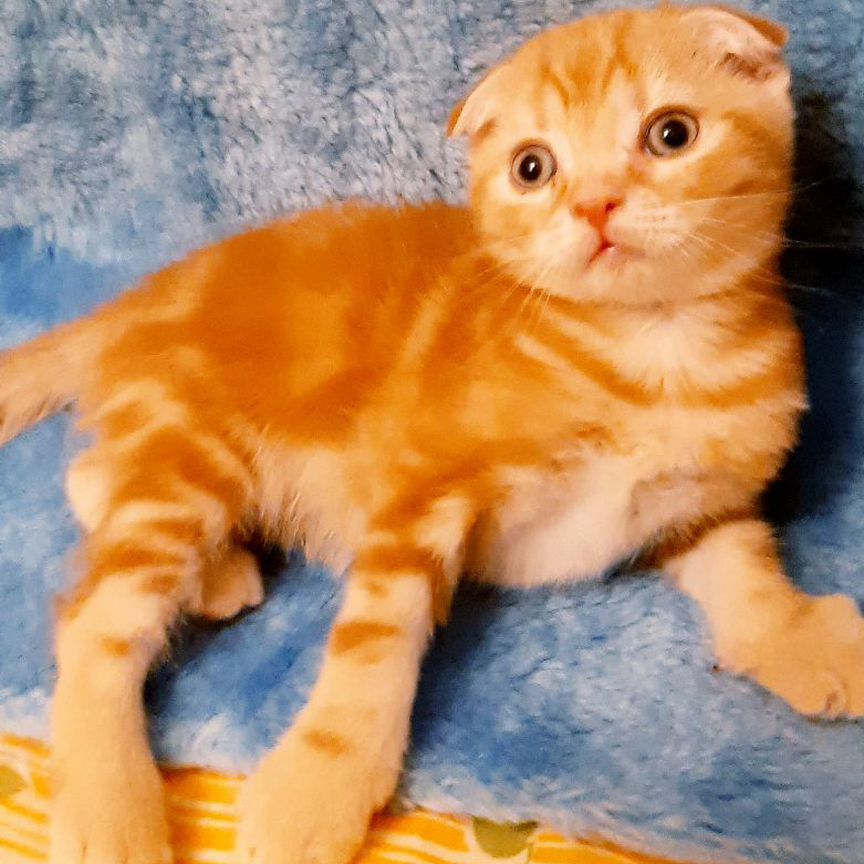 Шотландские котята