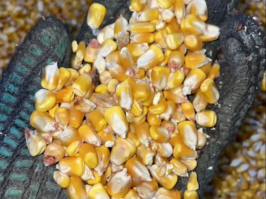 Семечко, Фуражный горох на корм/посев