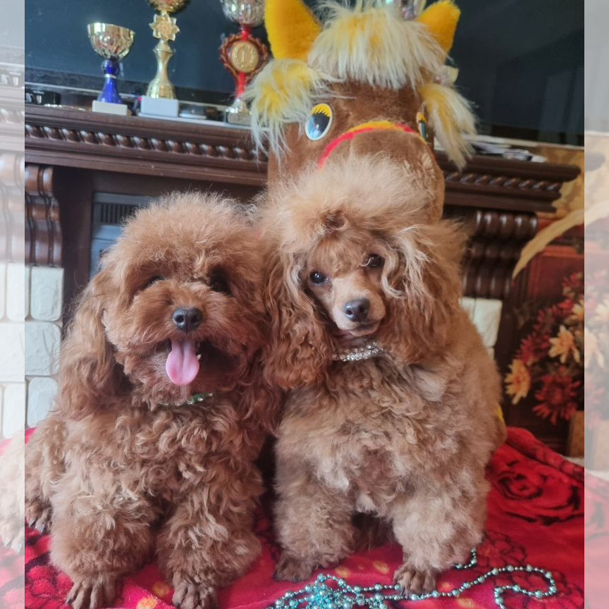 Той-пудель, щенок