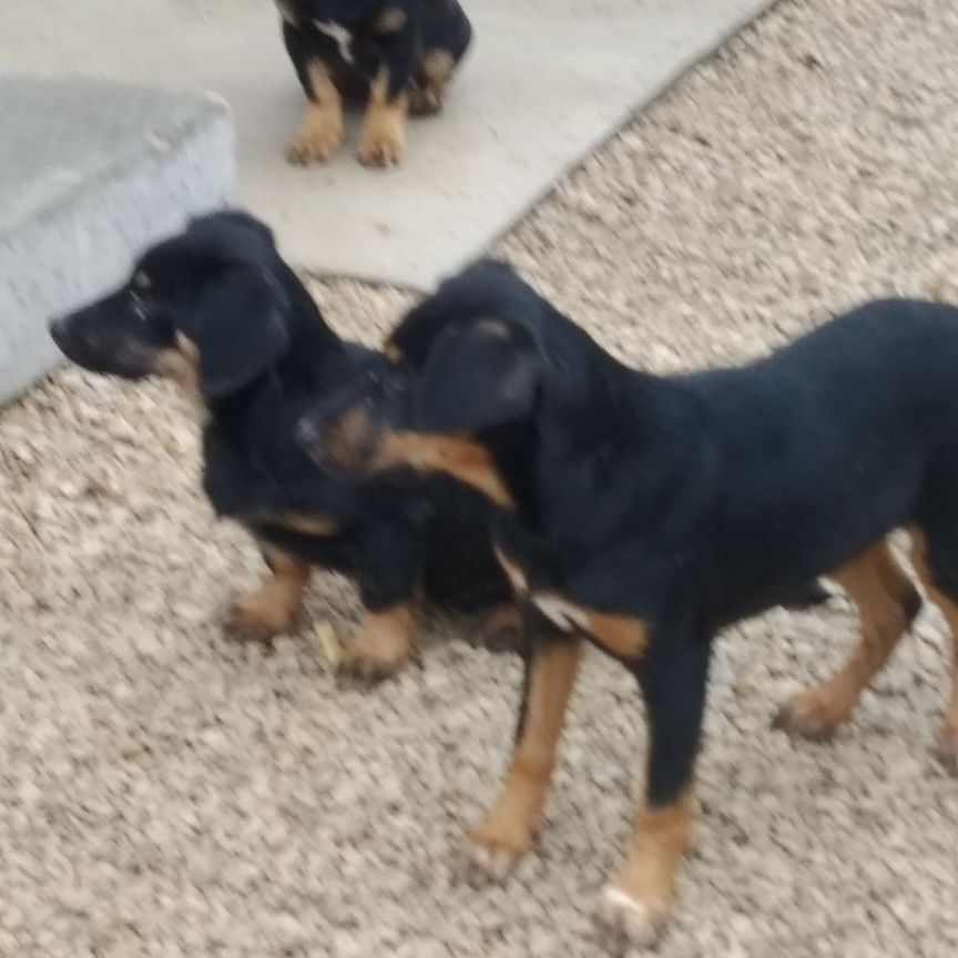 Щеночки-охранники