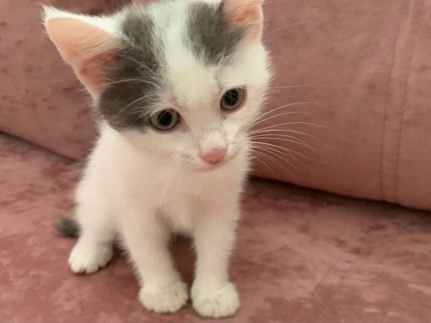 Котенок девочка в добрые руки