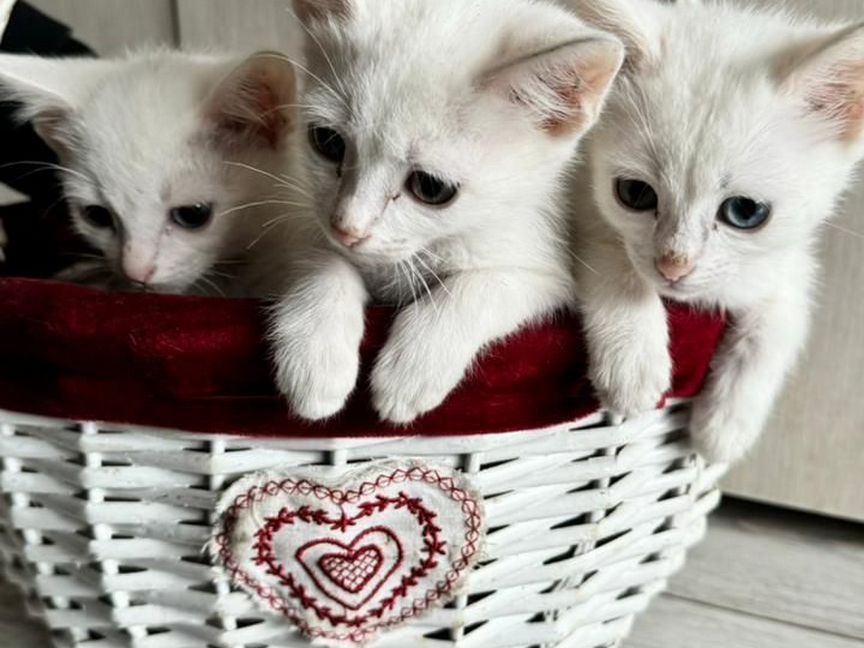 Котята