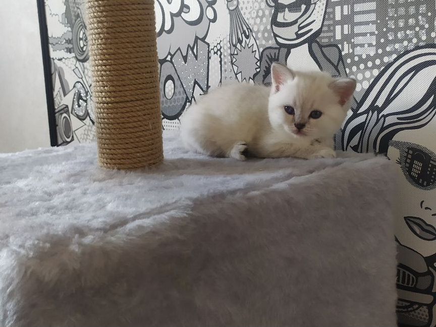 Шотландские котята