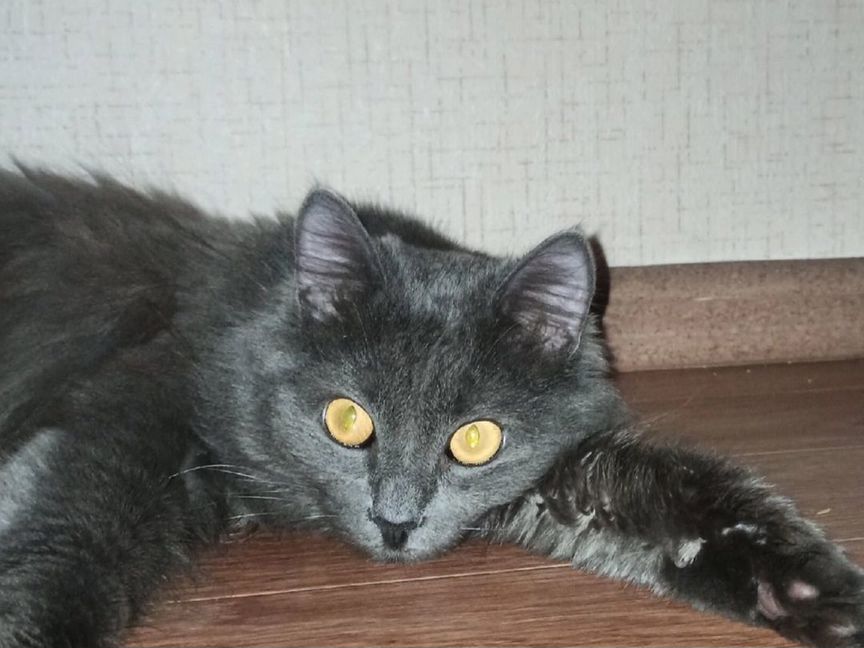 Кот нибелунг