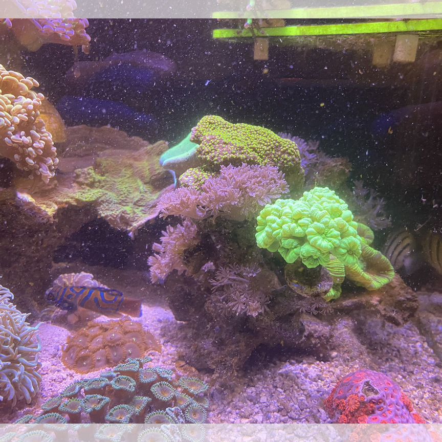 Живые коралы