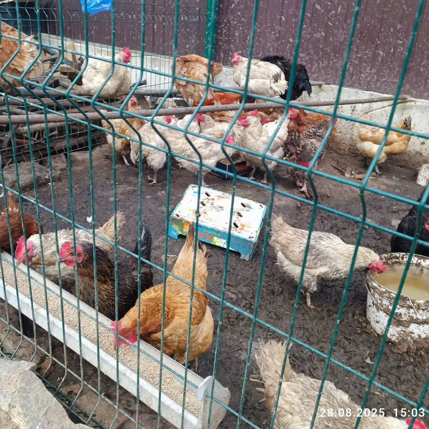 Куры несушки