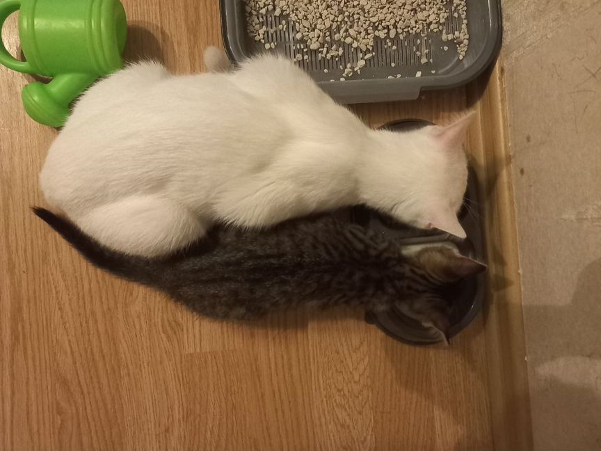 Кошка и Котёнок