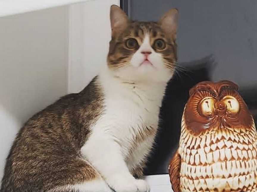 Молодой домашний котик