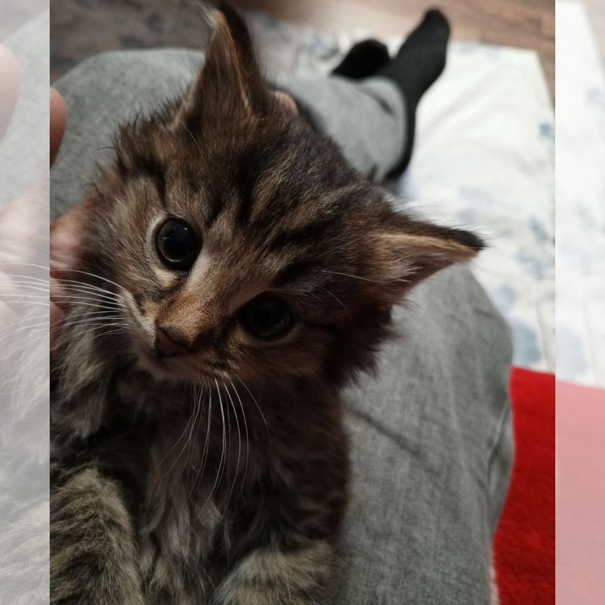 Кошечки, девочки