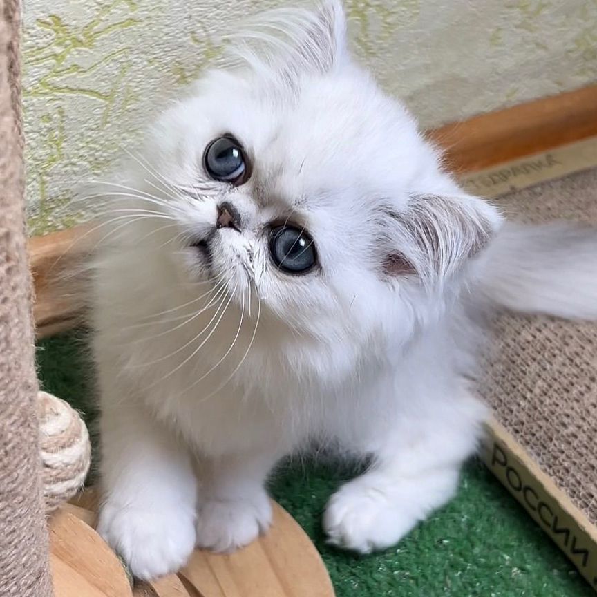 Персидский котёнок