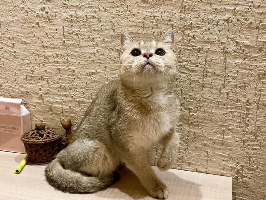 Котик золотой тикированный