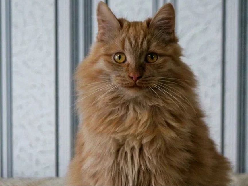 Рыжий котенок в добрые руки