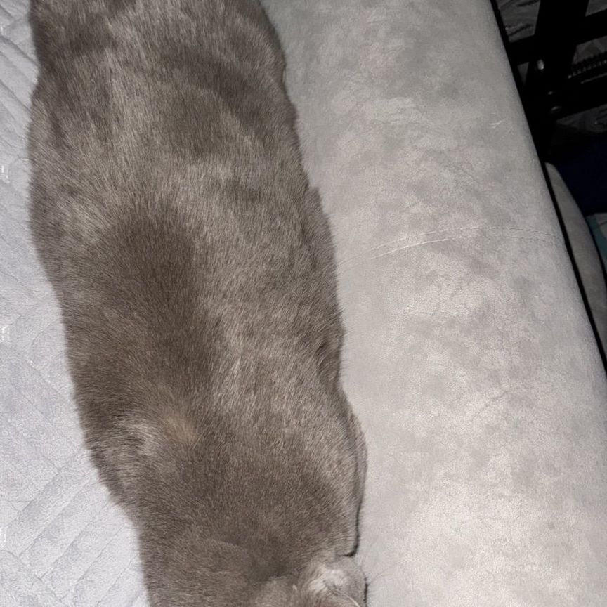 Британский кот