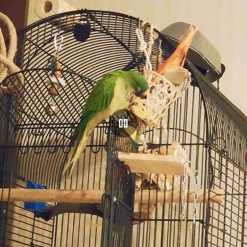 Попугай Оранжеволобая аратинга