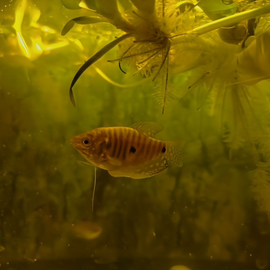 Гурами желтые