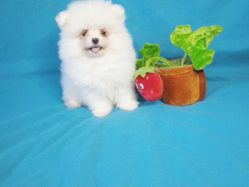 Белые Мишки