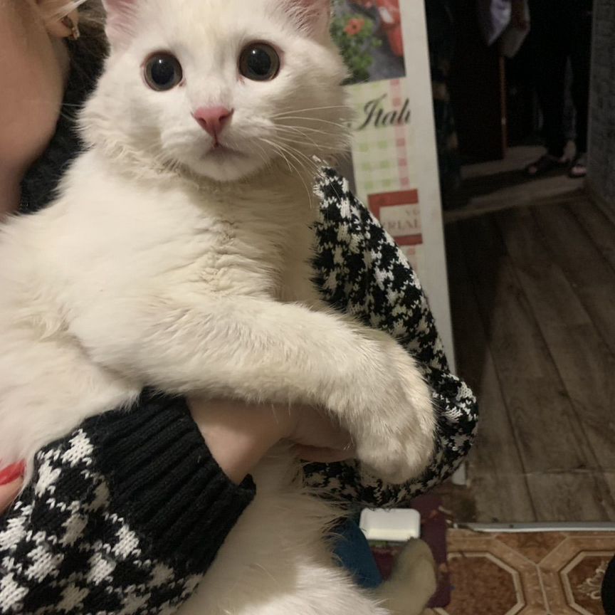 Отдам в добрые руки красивую и игривую