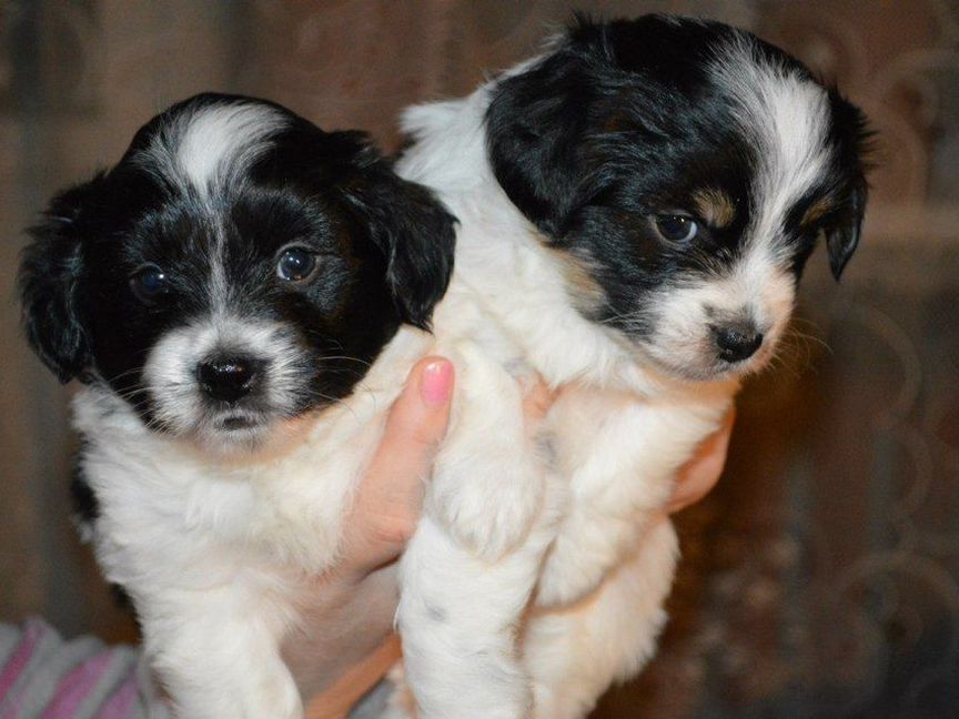 Маленькие Собачки