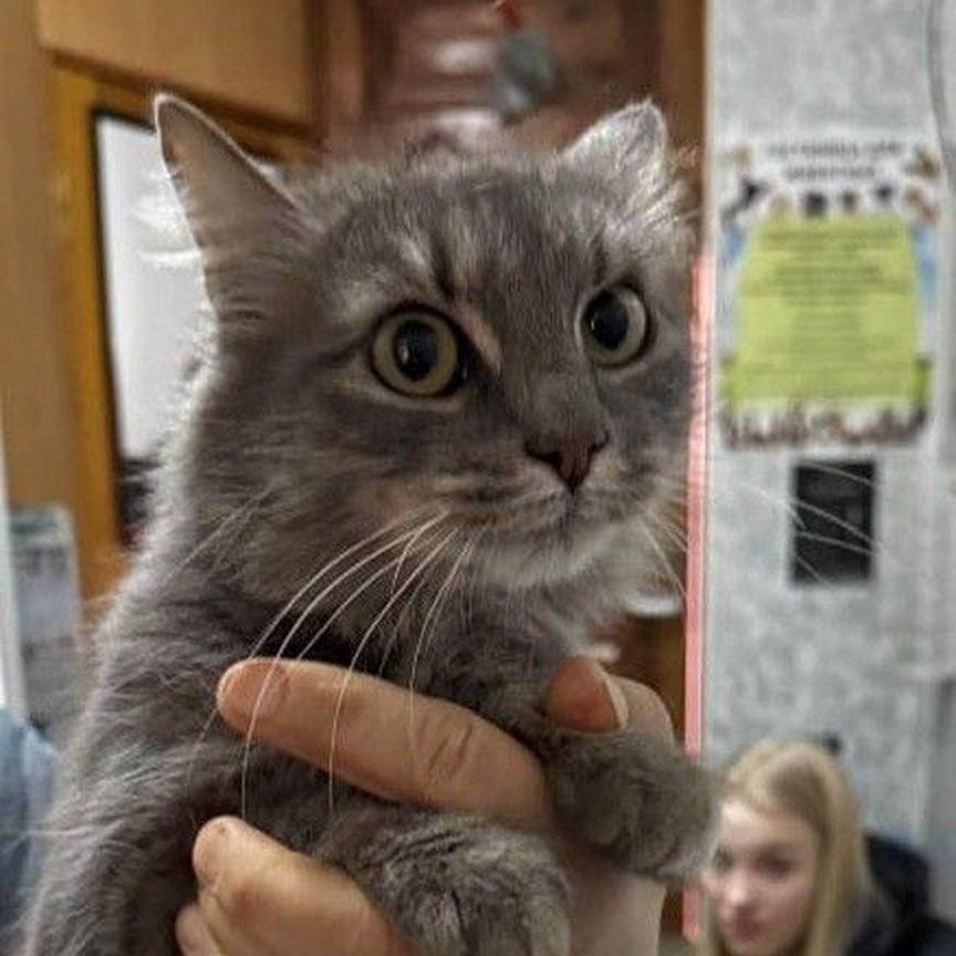 Кошечка с пвс ищет дом