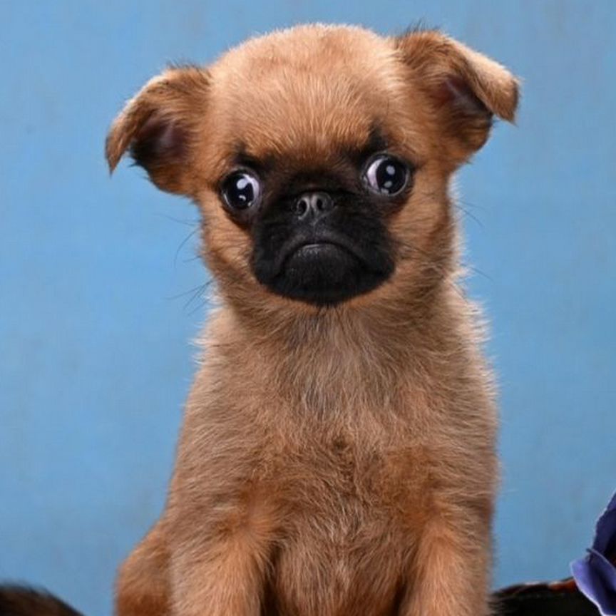 Пти-брабансон, щенок