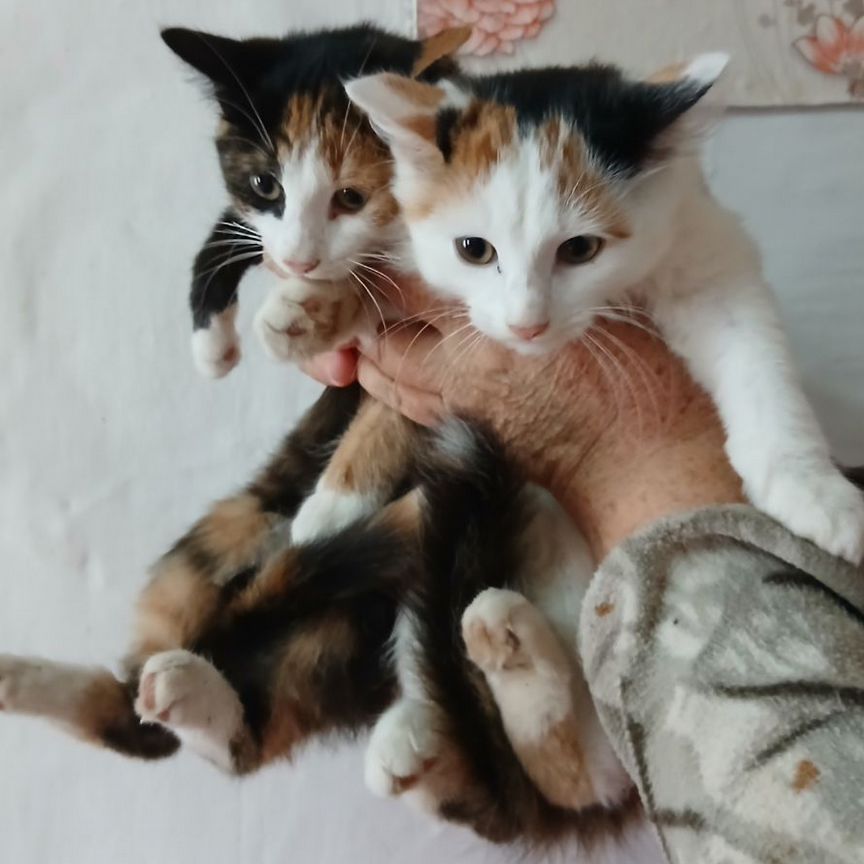 Кошечки молодые Мышеловки