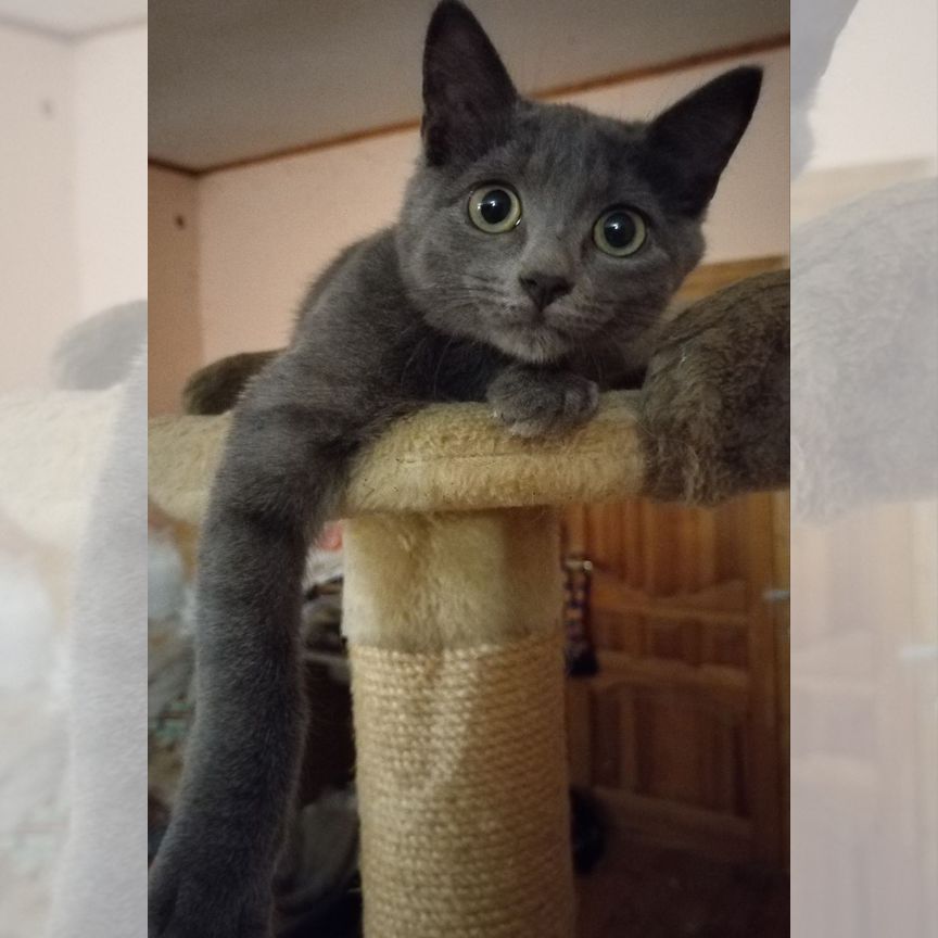 Молоденькая кошечка, 4 мес