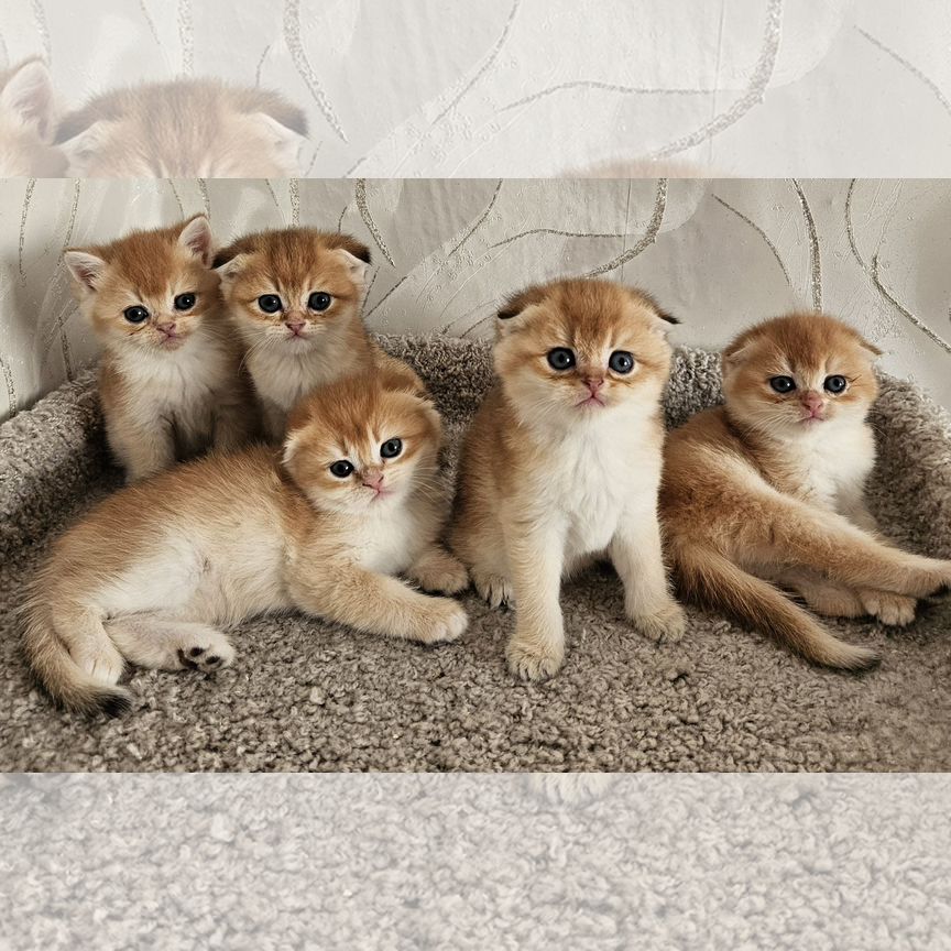 Шотландский вислоухий короткошёрстный котёнок