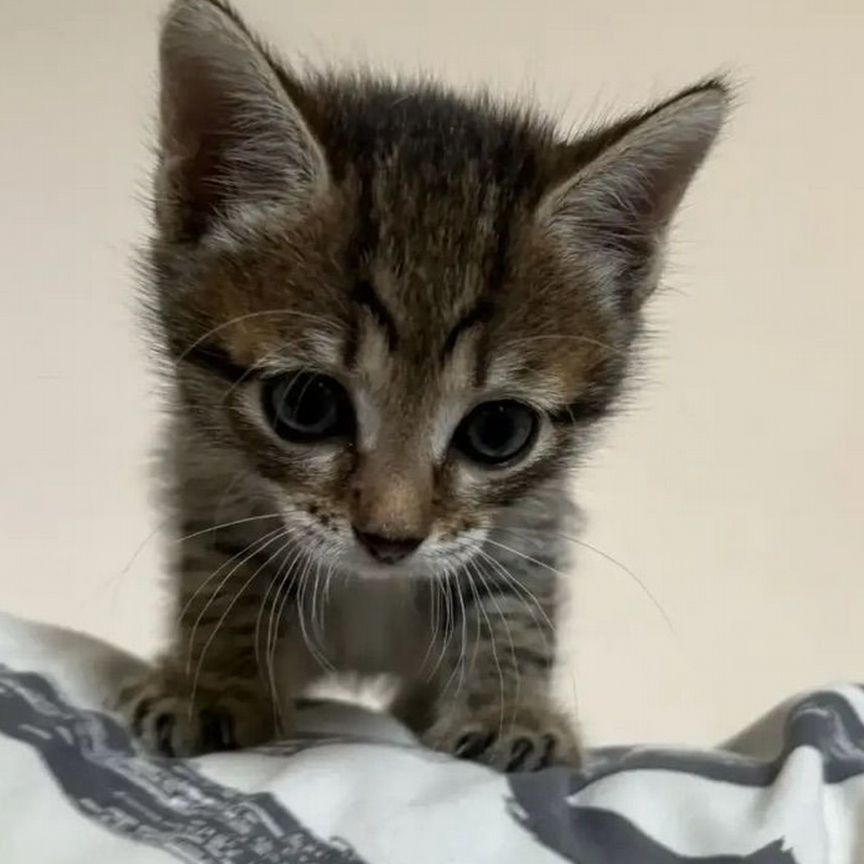 Котёнок от частного владельца