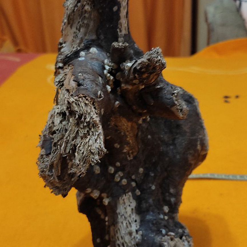 Коряга дрифтвуд для интерьера, декора, террариума