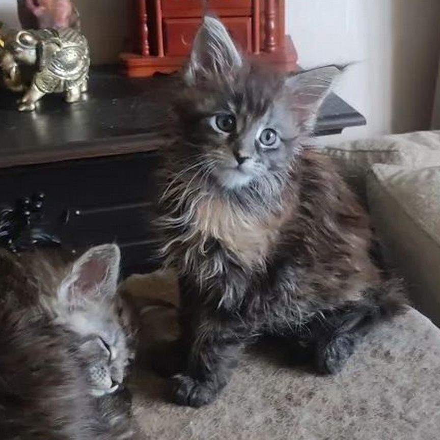 Мейн-кун котёнок