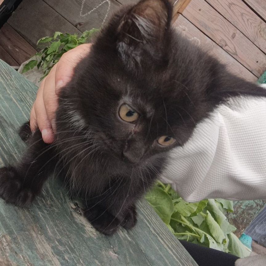 Котёнок в добрые руки