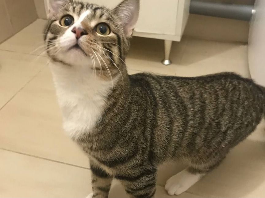 Котята в добрые руки бесплатно мальчик