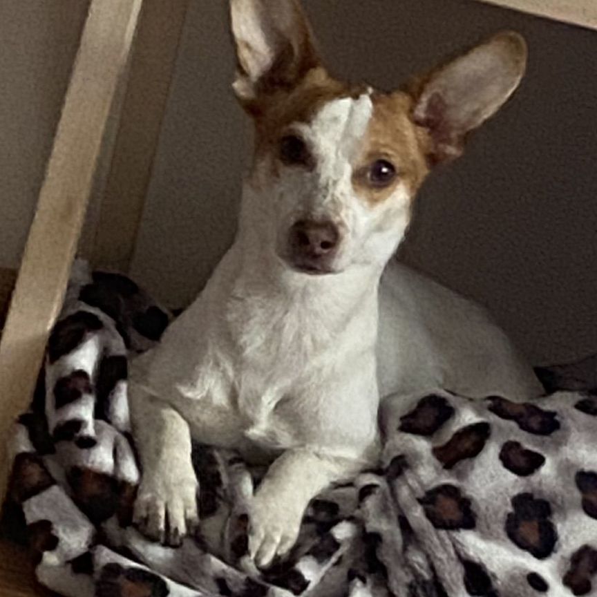 Отдам в добрые руки