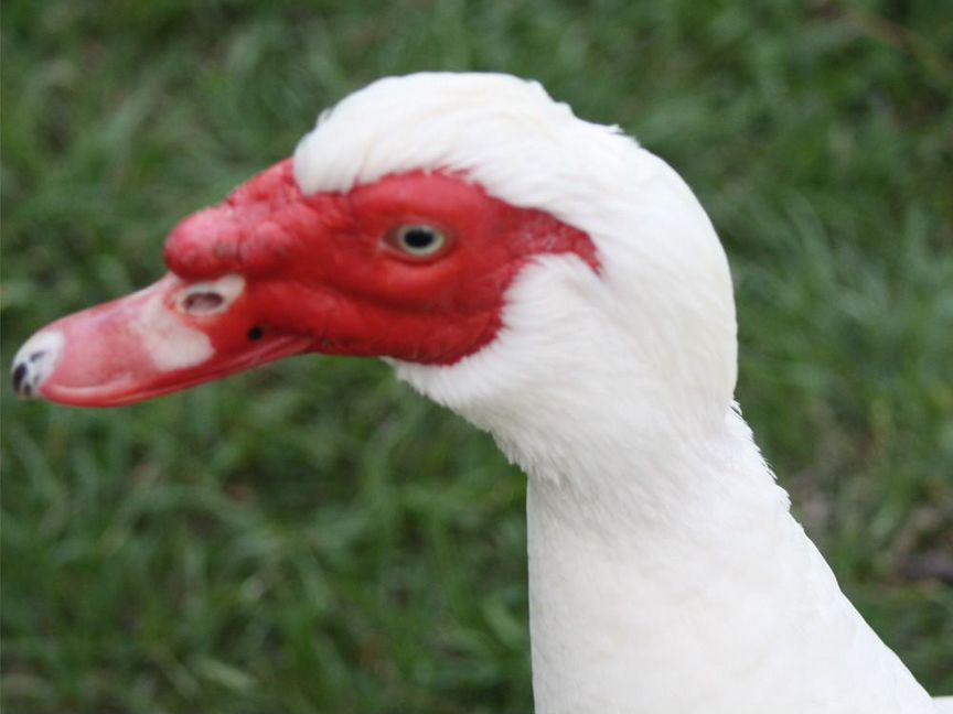 Селезень индоутки