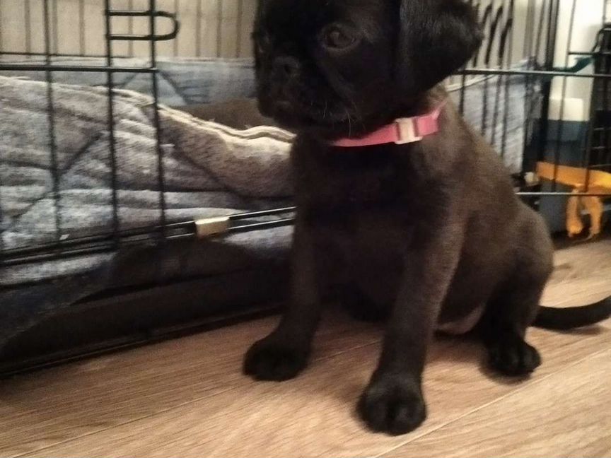 Щенки бельгийского грифона