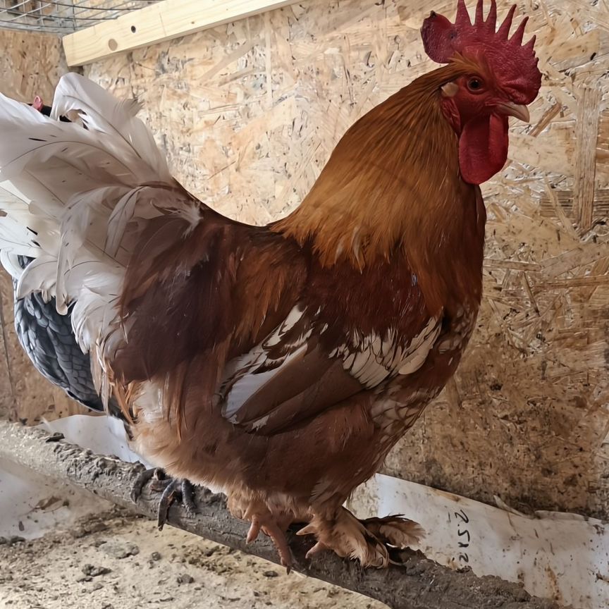 Продам петуха