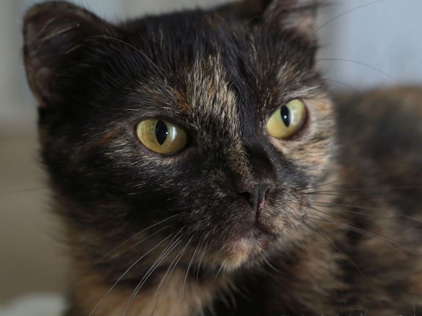 Кошка