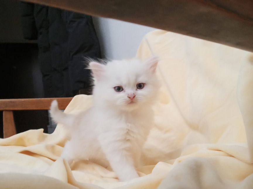 Шотландские котята