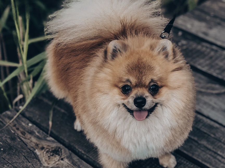 Померанский шпиц на вязку