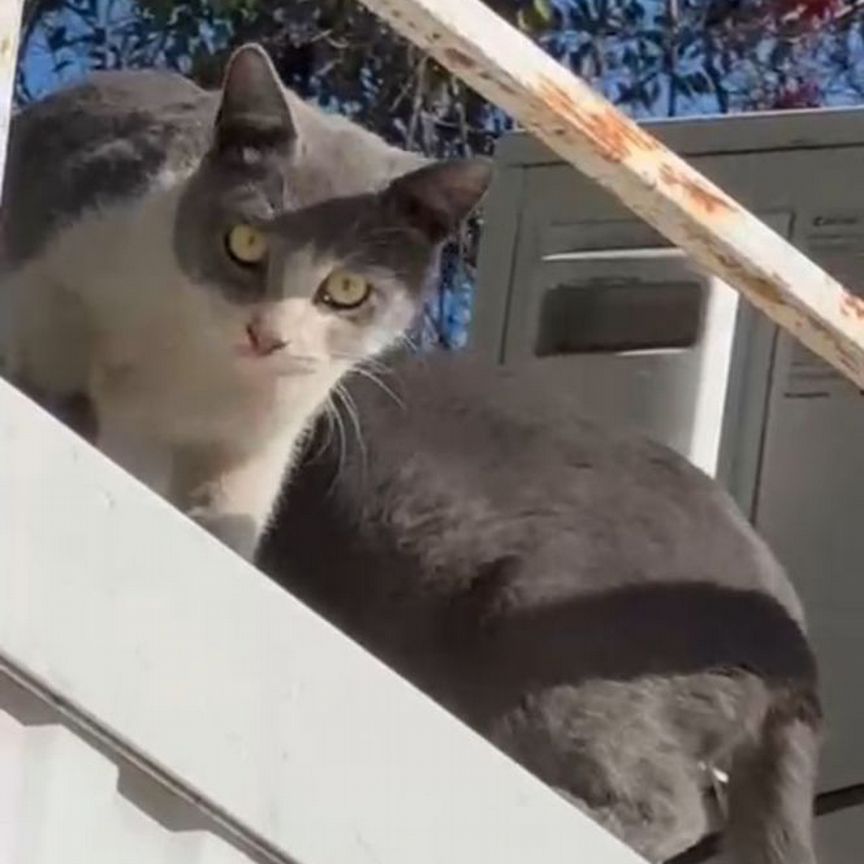 Ищем хозяина для котят